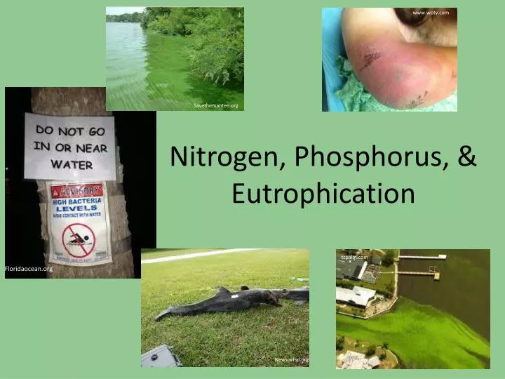 PPT - Nitrogen, Phosphorus, & Eutrophication PowerPoint Presentation ...