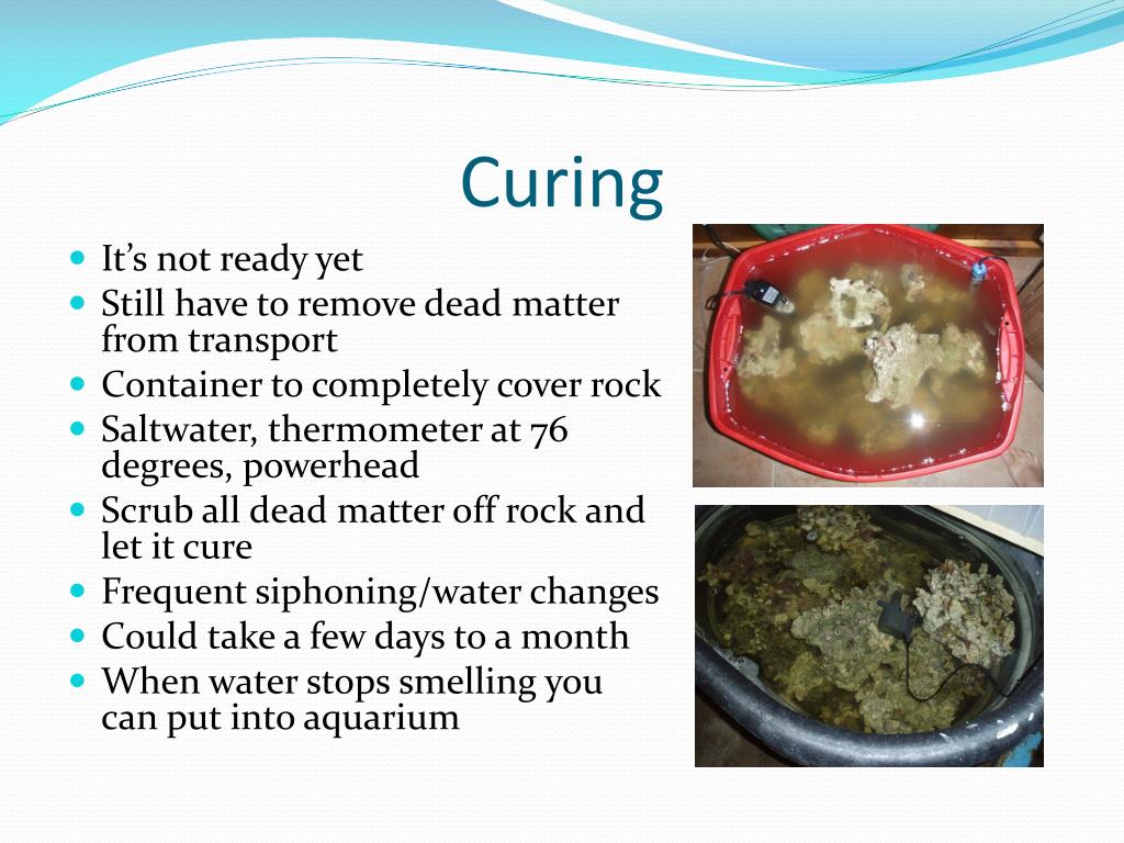 PPT - Live Rock Aquaculture PowerPoint Presentation, free download - ID ...