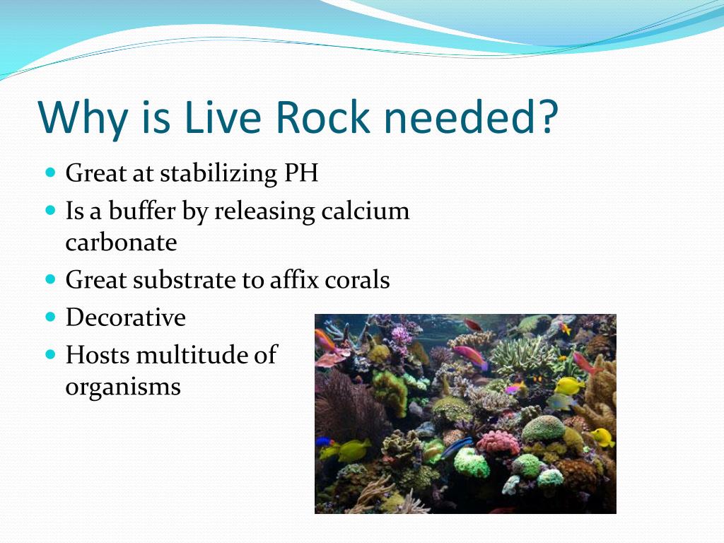 PPT - Live Rock Aquaculture PowerPoint Presentation, free download - ID ...