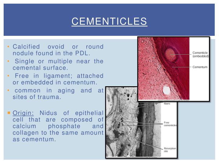 PPT - PERIODONTIUM PowerPoint Presentation - ID:1993817