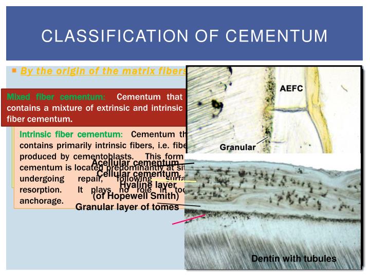 PPT - PERIODONTIUM PowerPoint Presentation - ID:1993817