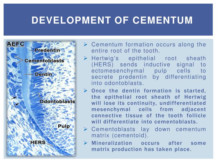 PPT - PERIODONTIUM PowerPoint Presentation - ID:1993817
