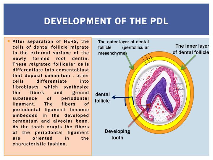 PPT - PERIODONTIUM PowerPoint Presentation - ID:1993817