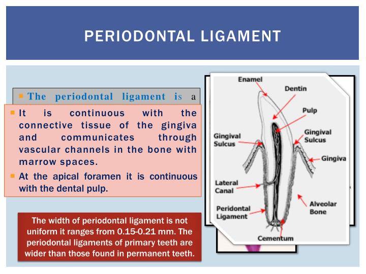 PPT - PERIODONTIUM PowerPoint Presentation - ID:1993817