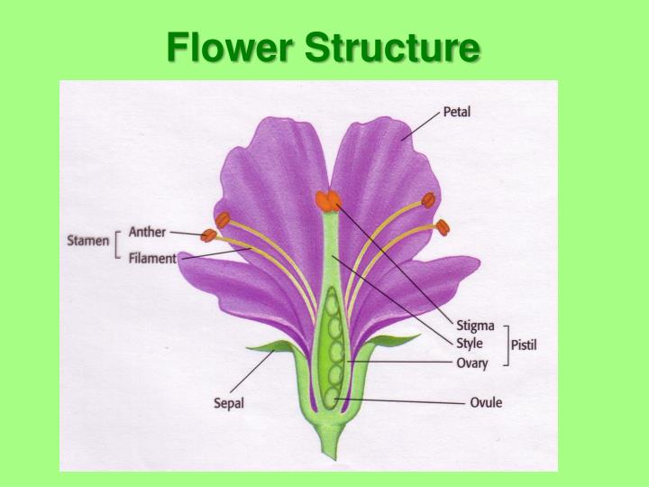 PPT - Plants: The Producers PowerPoint Presentation - ID:1995034