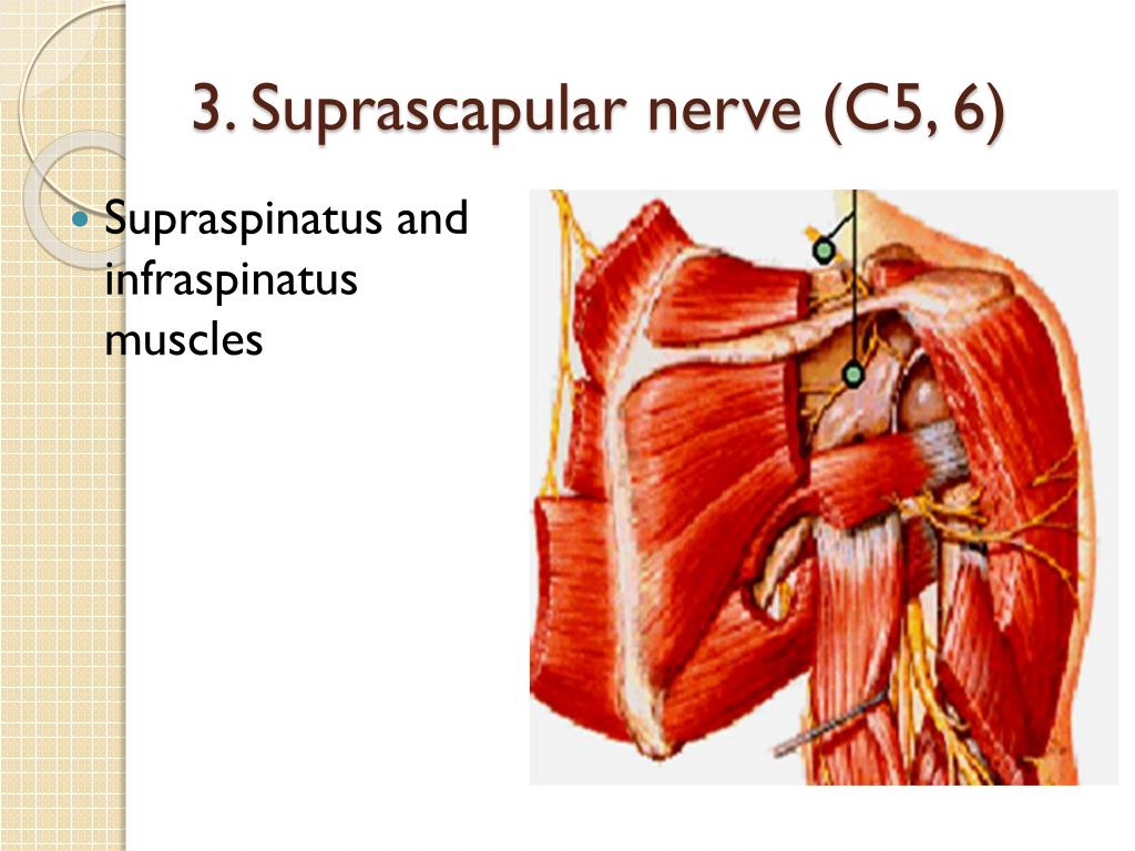 PPT - WINDSOR UNIVERSITY SCHOOL OF MEDICINE St.Kitts PowerPoint ...