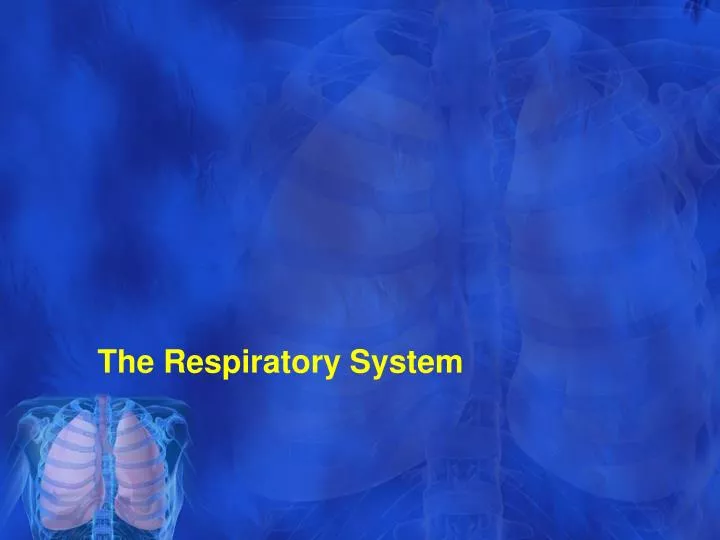 PPT - The Respiratory System PowerPoint Presentation, free download ...