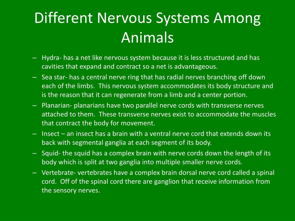PPT - The Nervous System PowerPoint Presentation, free download - ID ...