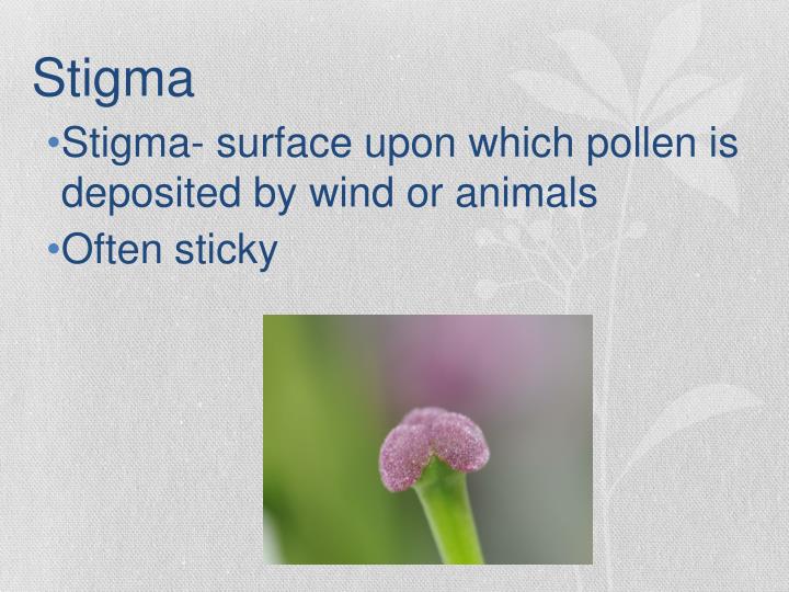 PPT - An Introduction to Angiosperms: The Flowering Seed Plants ...