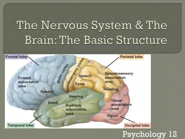 PPT - The Nervous System & The Brain: The Basic Structure PowerPoint ...