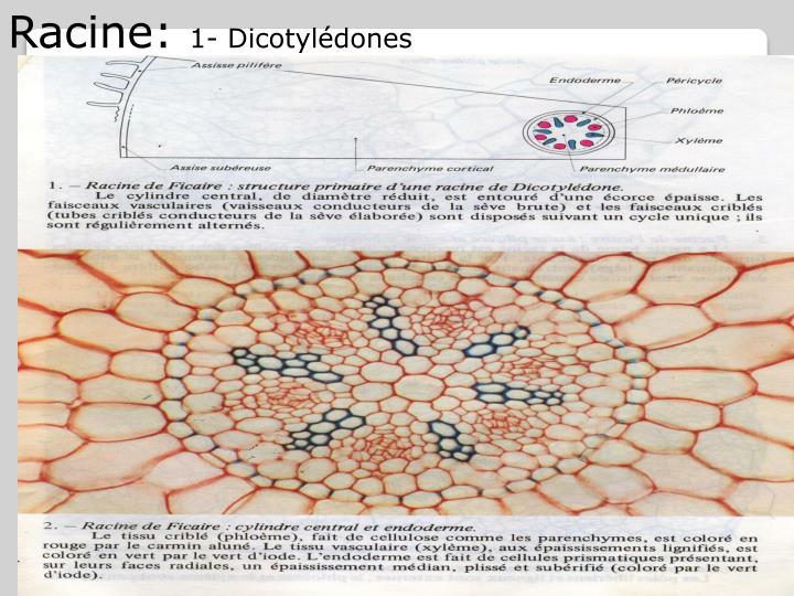 PPT - BIOLOGIE VEGETALE PowerPoint Presentation - ID:1995388