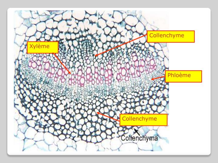 PPT - BIOLOGIE VEGETALE PowerPoint Presentation - ID:1995388