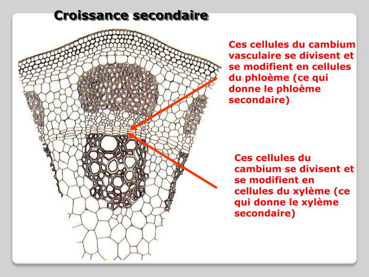 PPT - BIOLOGIE VEGETALE PowerPoint Presentation - ID:1995388