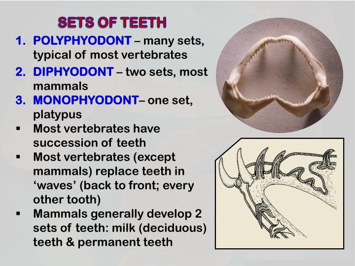 PPT - DIGESTIVE SYSTEM PowerPoint Presentation - ID:1995422