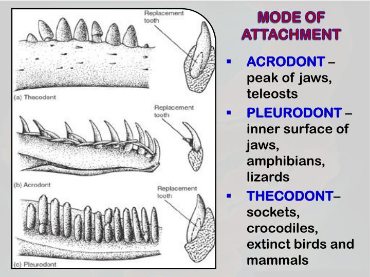 PPT - DIGESTIVE SYSTEM PowerPoint Presentation - ID:1995422
