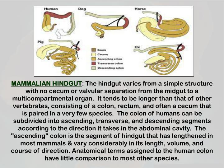 PPT - DIGESTIVE SYSTEM PowerPoint Presentation - ID:1995422