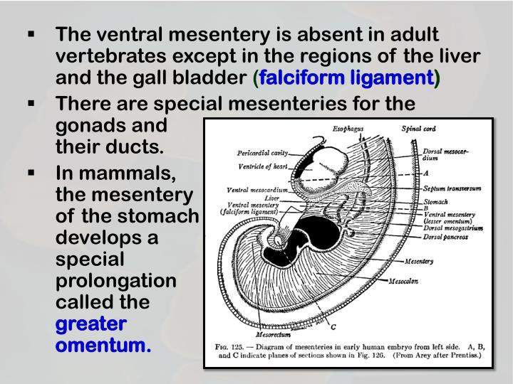 PPT - DIGESTIVE SYSTEM PowerPoint Presentation - ID:1995422