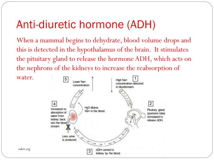 PPT - Maintaining a Balance Topic 18: Hormones PowerPoint Presentation ...