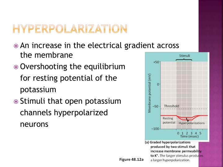 PPT - Team Awesome (Action Potential/Signals Conducted by axons of ...