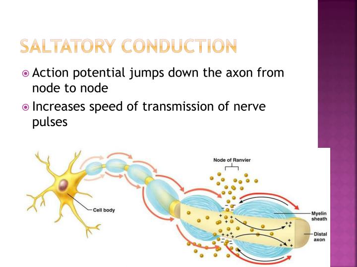 What Does Saltatory Conduction Mean? – JYZXLK