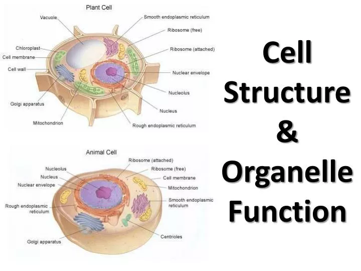 PPT Cell Structure Organelle Function PowerPoint Presentation Free PPT Cell Structure Organelle Function PowerPoint Presentation Free