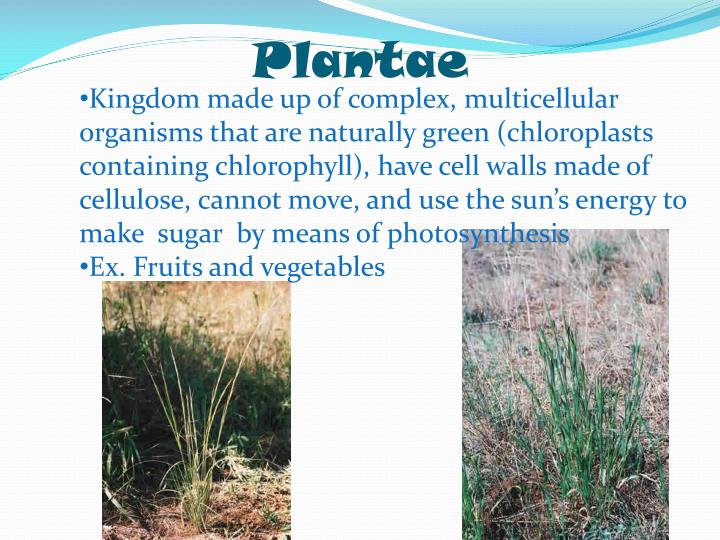 PPT - Flashcards for Kingdoms and Domains PowerPoint Presentation - ID ...