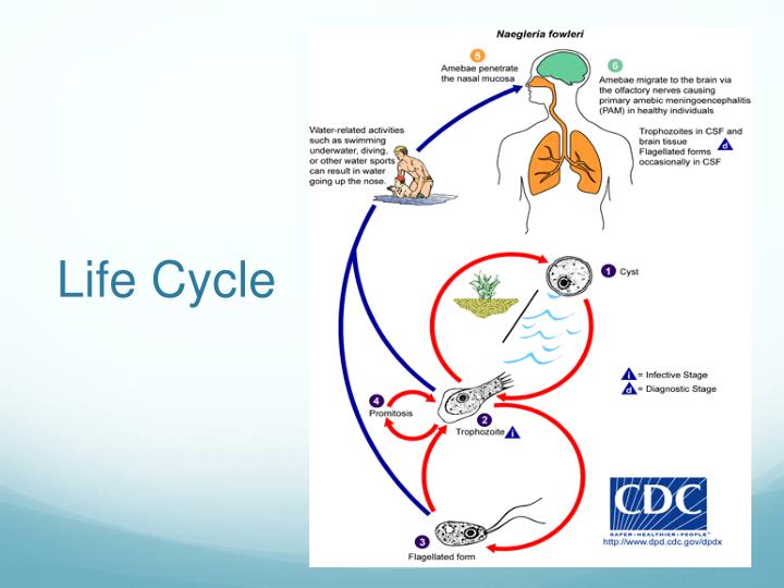 Naegleria Fowleri Life Cycle Pathgenic Free Living Amoeba