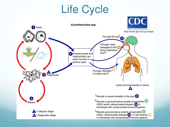 Naegleria Fowleri Life Cycle Pathgenic Free Living Amoeba