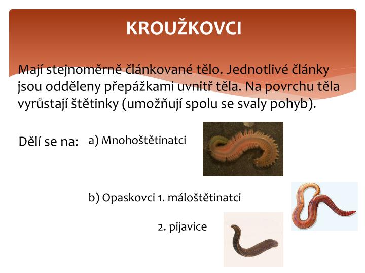PPT - KROUŽKOVCI PowerPoint Presentation - ID:1995855