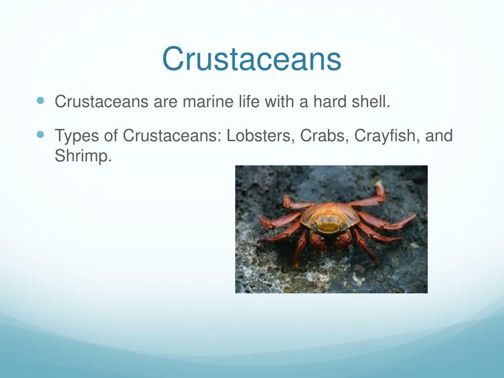 PPT - Marine Plant Life and Ocean Life Zones PowerPoint Presentation ...