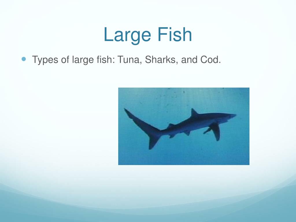 PPT - Marine Plant Life and Ocean Life Zones PowerPoint Presentation ...