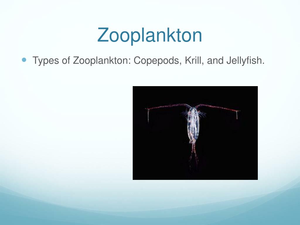 PPT - Marine Plant Life and Ocean Life Zones PowerPoint Presentation ...