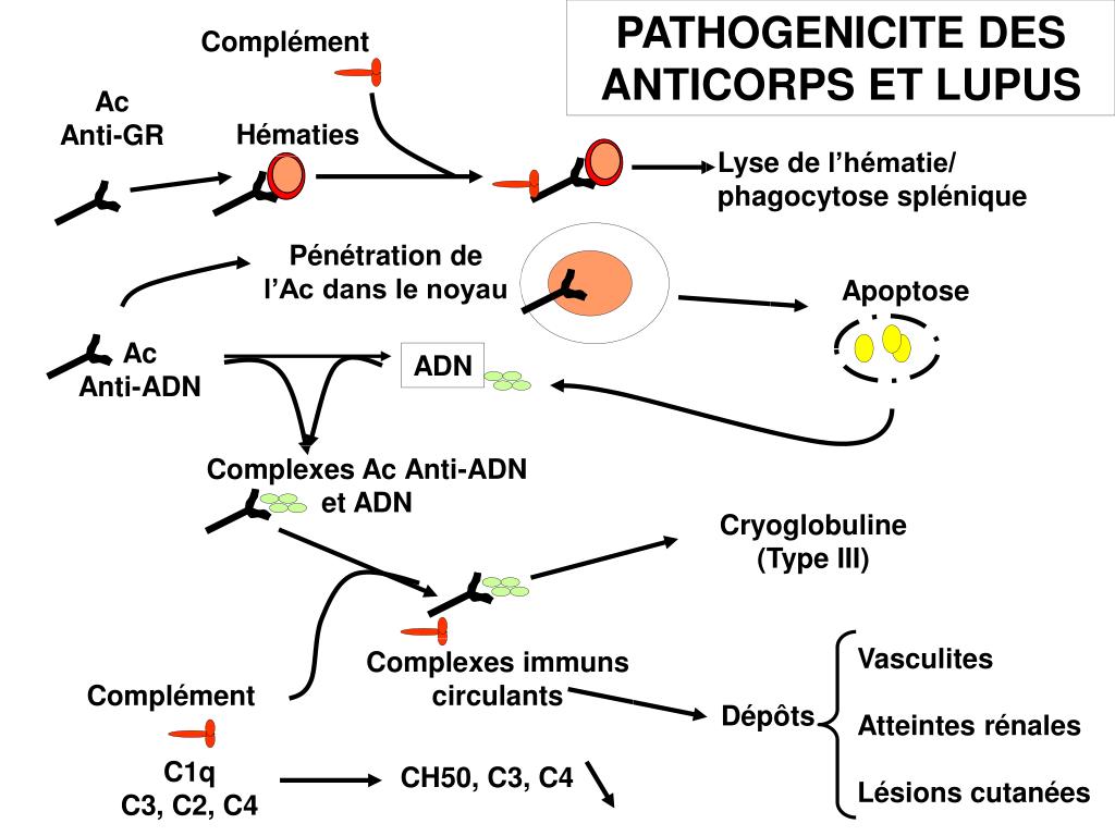 PPT - Physiopathologie du lupus érythémateux systémique PowerPoint ...
