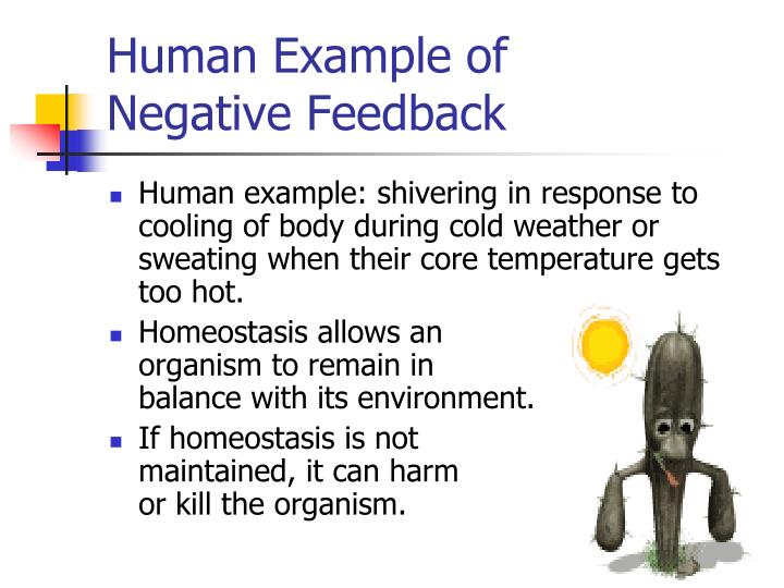 PPT - Homeostasis PowerPoint Presentation - ID:1996210