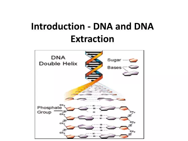 PPT - Introduction - DNA and DNA Extraction PowerPoint Presentation ...