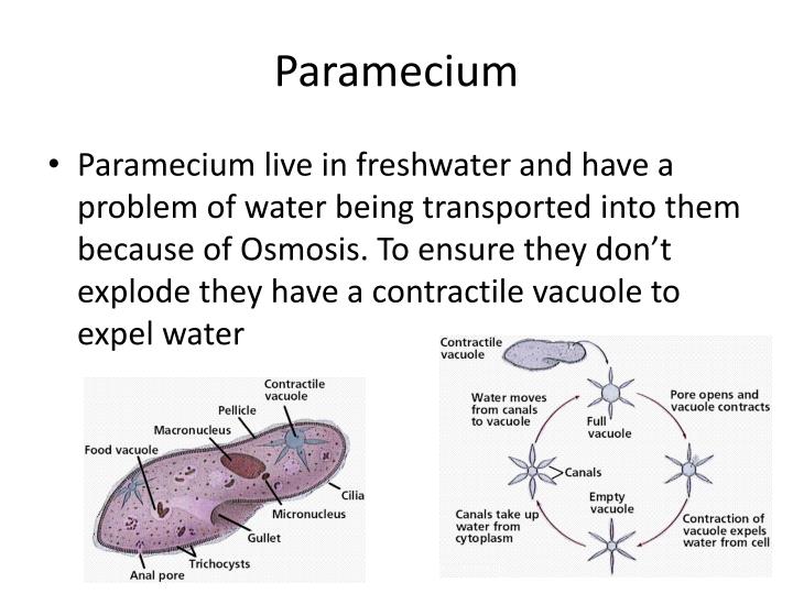 PPT - Waste and Water Regulation Evolution PowerPoint Presentation - ID ...