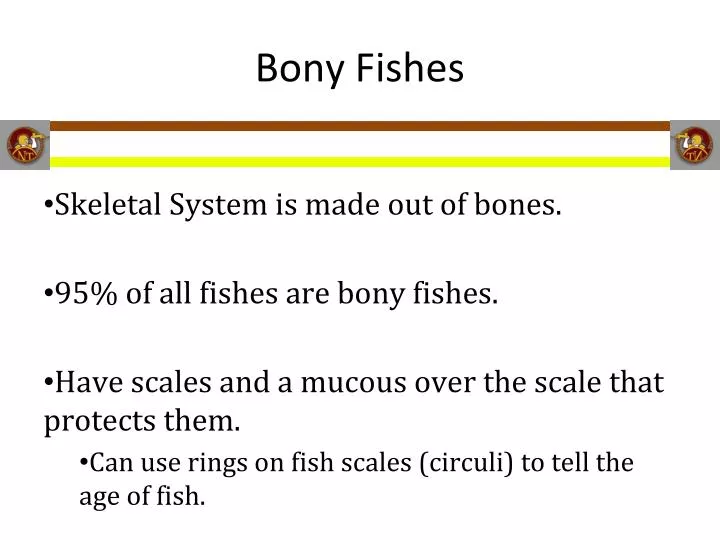 PPT - Bony Fishes PowerPoint Presentation, free download - ID:1996494
