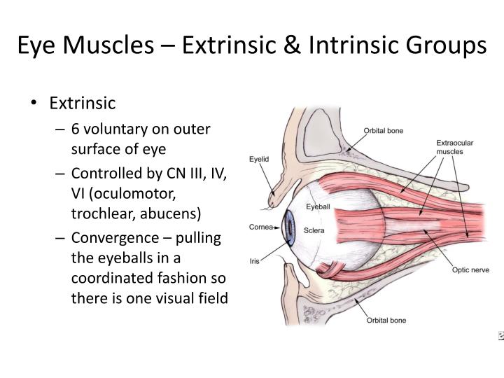 PPT - The Senses PowerPoint Presentation - ID:1996883