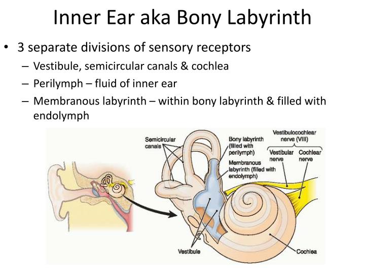 PPT - The Senses PowerPoint Presentation - ID:1996883