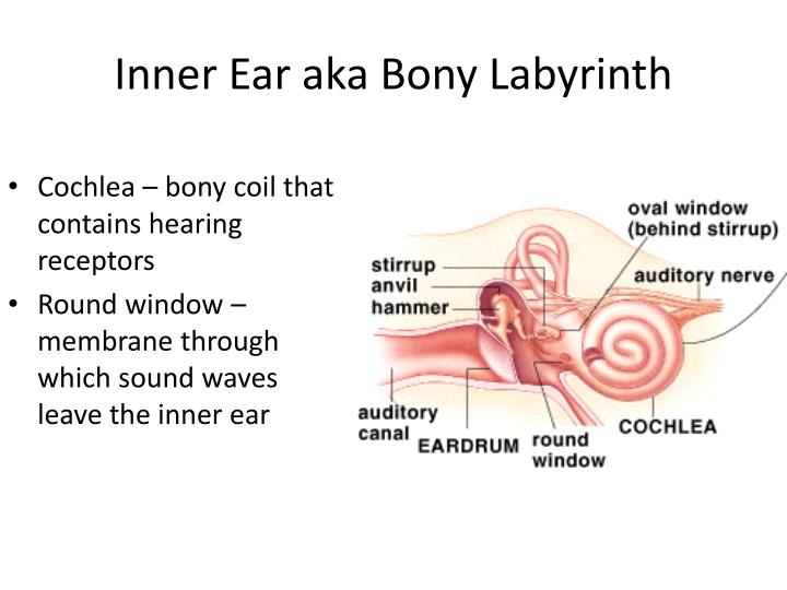 PPT - The Senses PowerPoint Presentation - ID:1996883