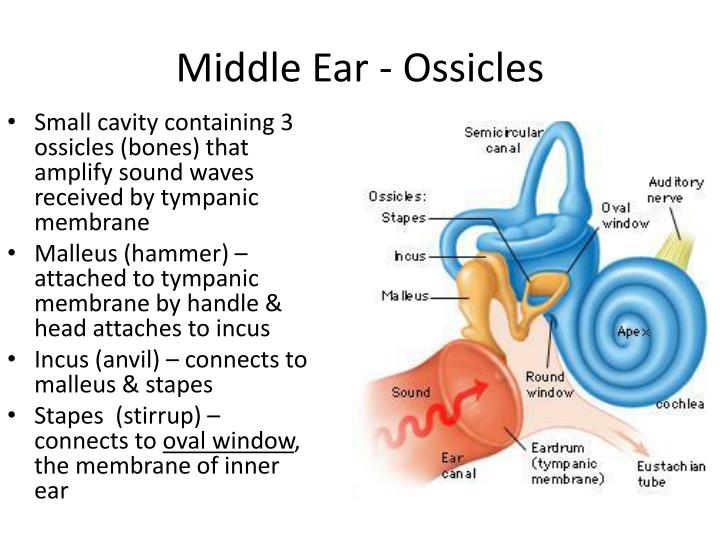 PPT - The Senses PowerPoint Presentation - ID:1996883
