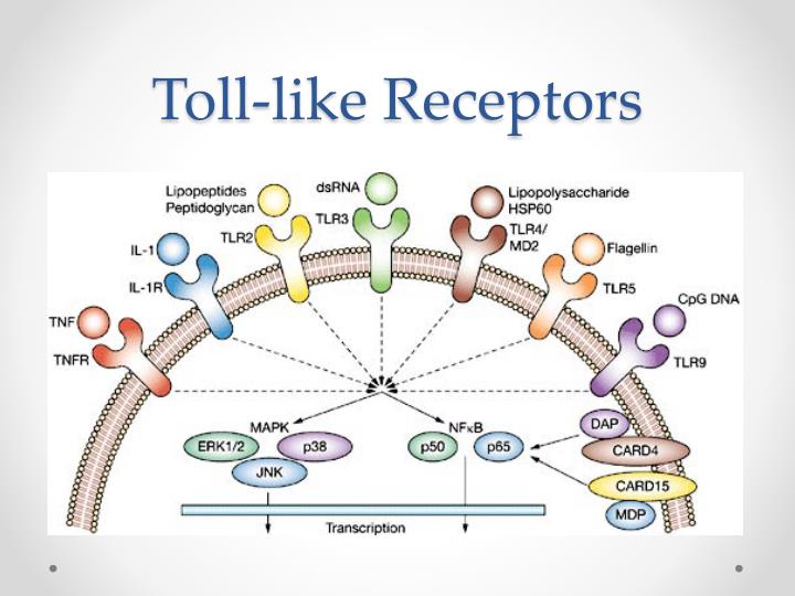 PPT - Using NOD and Toll-Like Receptor 3 (TLR3) Knockout Mice in Type 1 ...