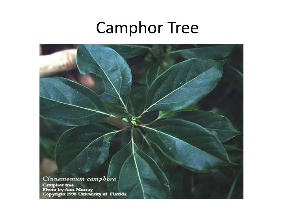 PPT - Invasive Plants and Animals of Florida PowerPoint Presentation ...