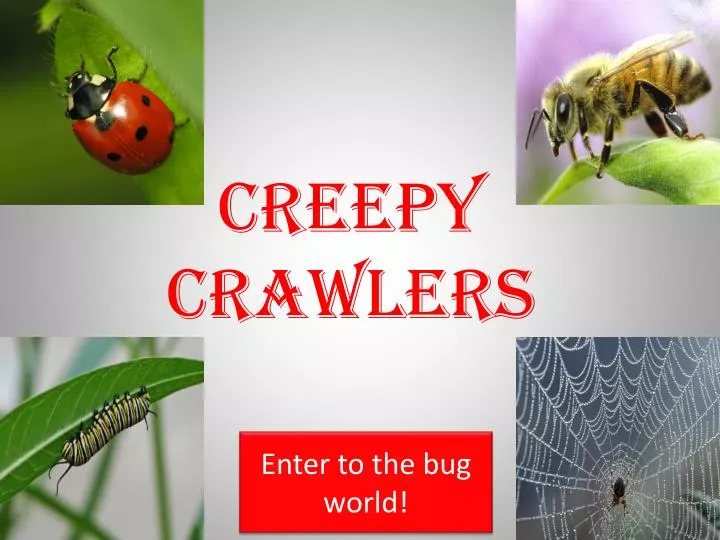 PPT - Creepy Crawlers PowerPoint Presentation, free download - ID:1997631