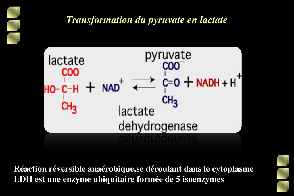 PPT - Destinées du pyruvate et cycle tricarboxylique PowerPoint ...