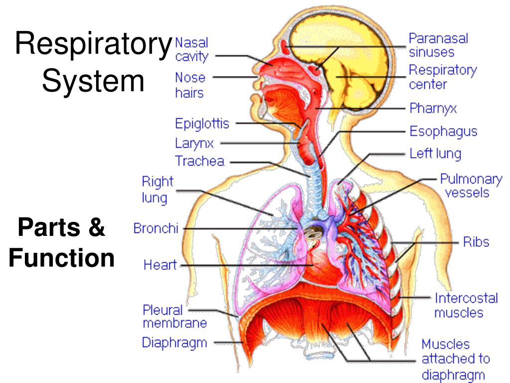 Respiratory System Parts And Functions Respiratory System Parts And Functions