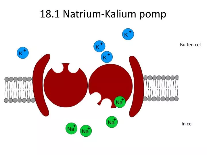 PPT - 18.1 Natrium-Kalium pomp PowerPoint Presentation - ID:1998441