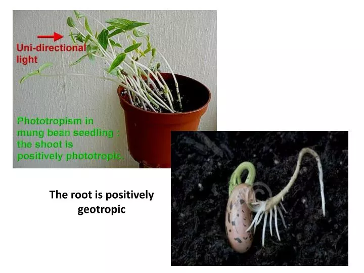 PPT - The root is positively geotropic PowerPoint Presentation, free ...