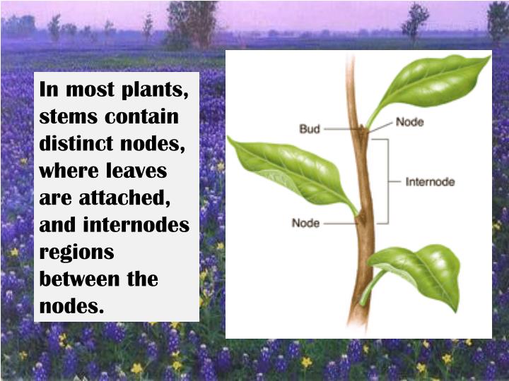 PPT - Plant Systems PowerPoint Presentation - ID:1998608