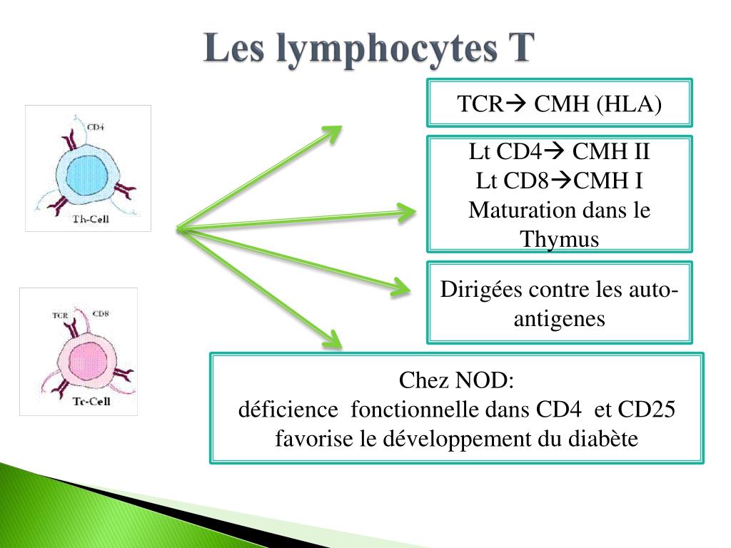 PPT - l'auto-immunité et la pathogenèse du diabète de type 1 (T1D ...
